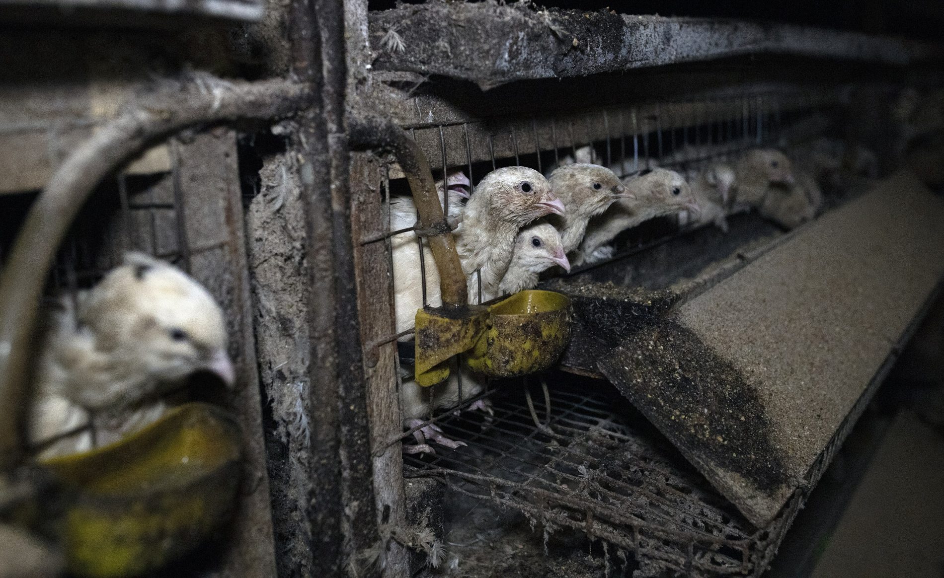 Robert Gabel arkistot - Tiedonantaja » Tiedonantaja